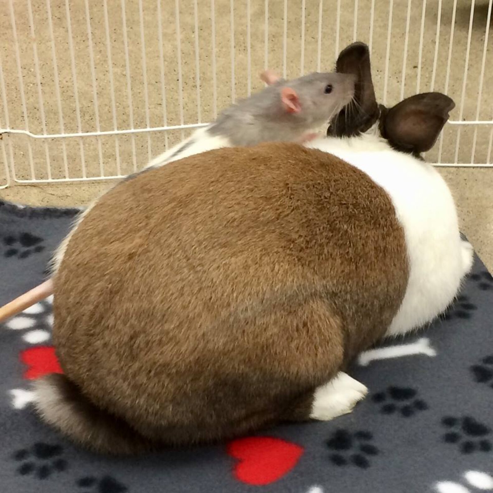 Rat And Bunny Best Friends Can't Stand To Be Apart - The Dodo