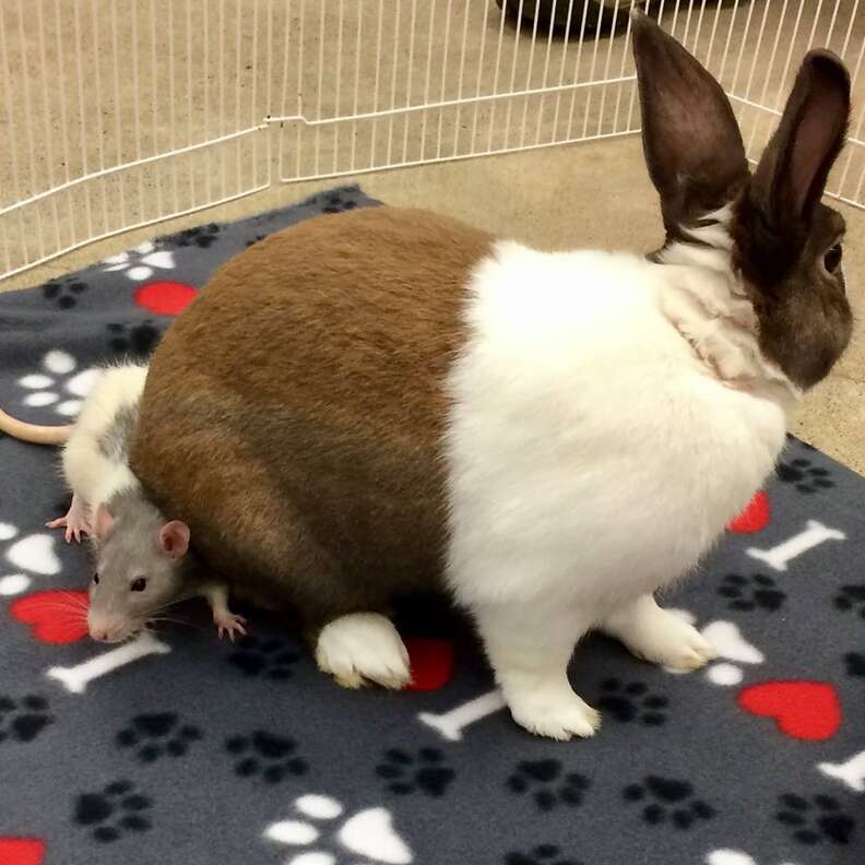Rat And Bunny Best Friends Can't Stand To Be Apart - The Dodo