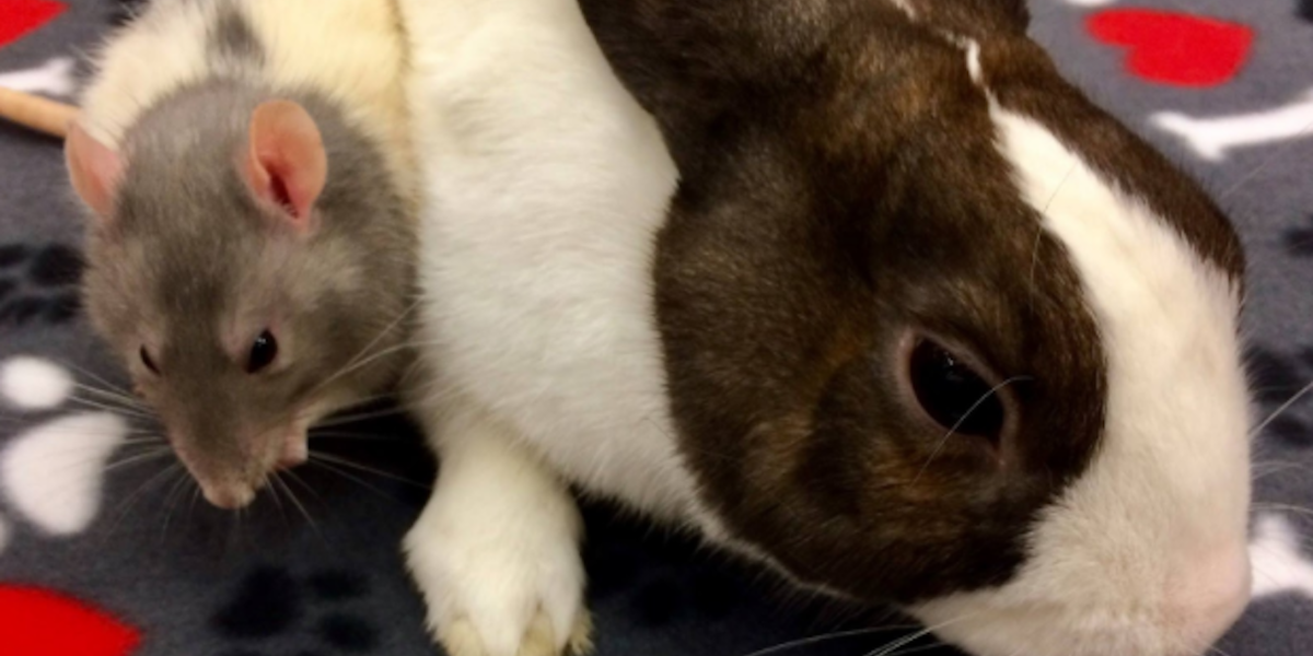 Rat And Bunny Best Friends Can't Stand To Be Apart - The Dodo