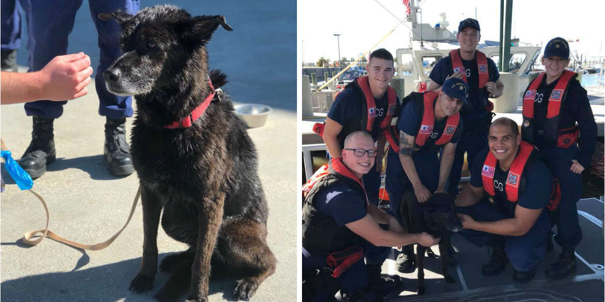 New Orleans Coast Guard Rescues Dog Stranded In Lake Just In Time - The ...