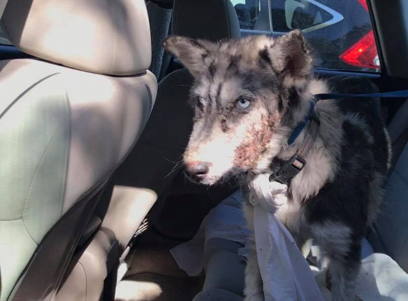 Sick Husky On California Highway Waited For Help - The Dodo