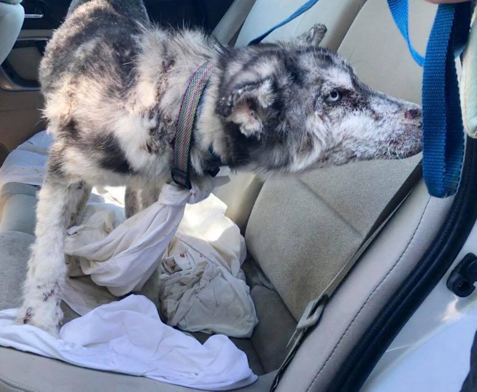 Sick Husky On California Highway Waited For Help - The Dodo