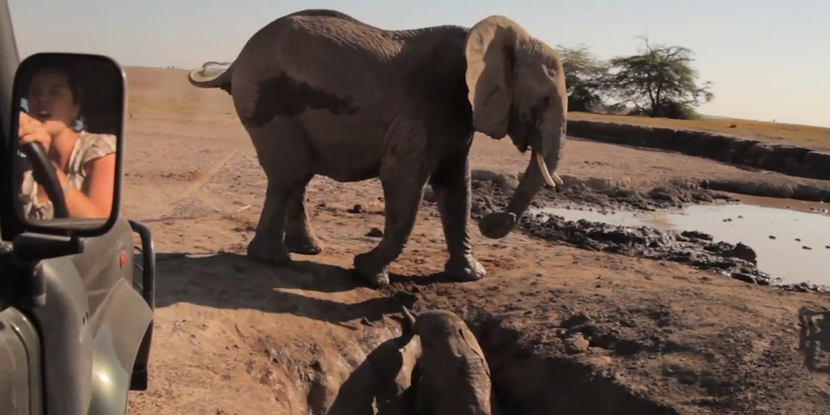 Baby Elephant Rescued From Mud Pit Reunites With Mom - Videos - The Dodo