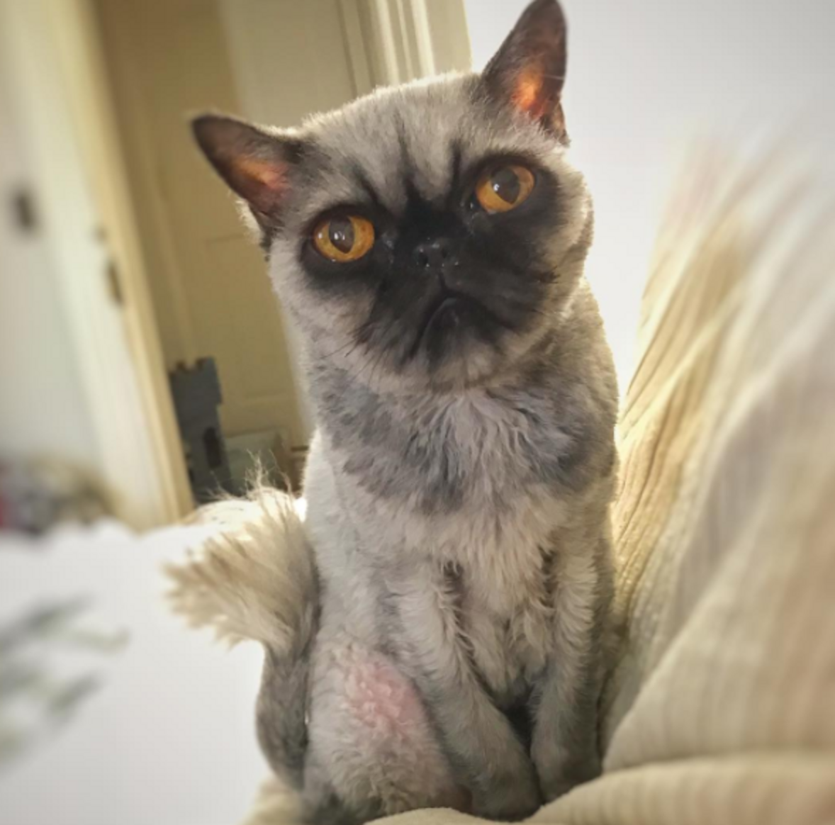 Shaved Rescue Cat Looks Exactly Like A Pug - The Dodo