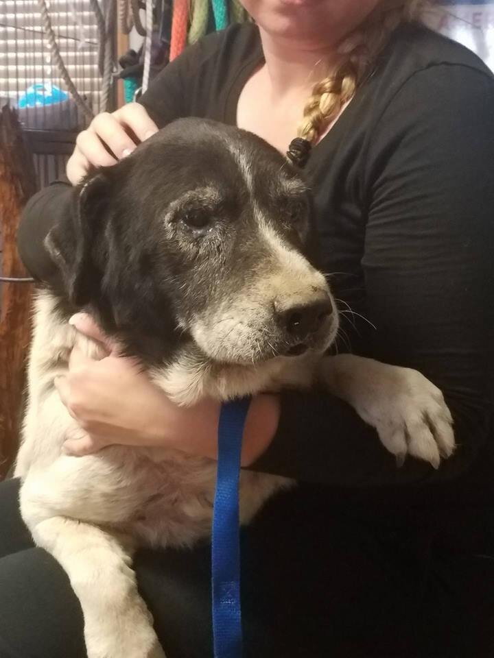 Senior Dog Spent Years Chained To Cinder Block In Louisian - The Dodo