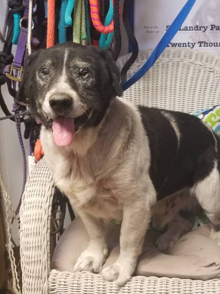 Senior Dog Spent Years Chained To Cinder Block In Louisian - The Dodo