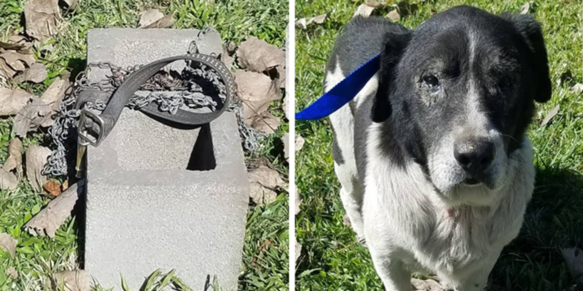 Senior Dog Spent Years Chained To Cinder Block In Louisian - The Dodo