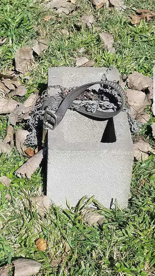 Senior Dog Spent Years Chained To Cinder Block In Louisian - The Dodo