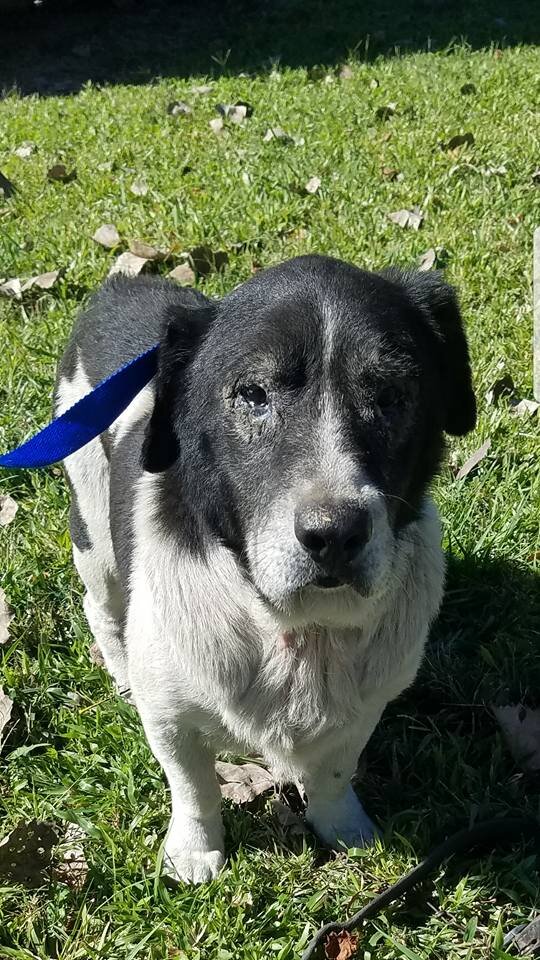 Senior Dog Spent Years Chained To Cinder Block In Louisian - The Dodo