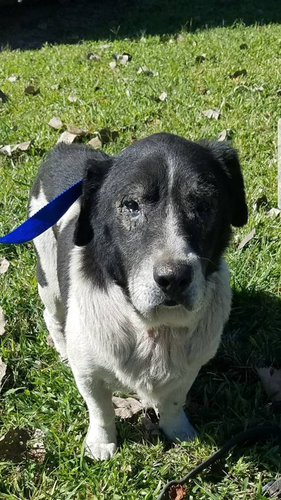 Senior Dog Spent Years Chained To Cinder Block In Louisian - The Dodo