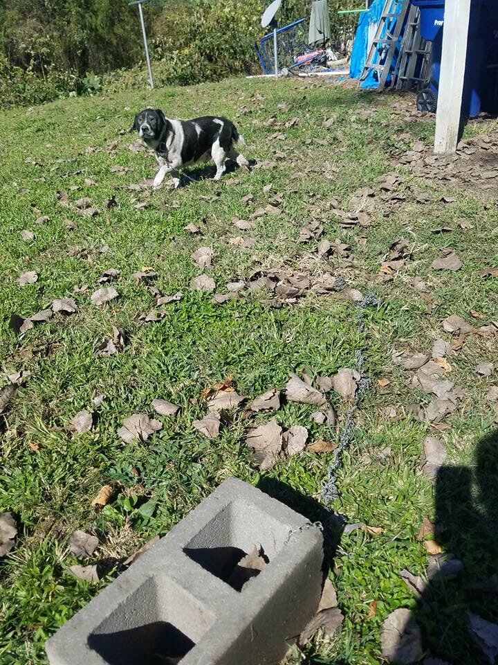 Senior Dog Spent Years Chained To Cinder Block In Louisian - The Dodo