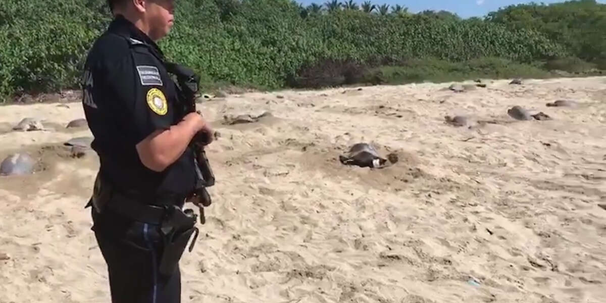 Hero Cop Watches Over Sea Turtles While They Lay Eggs On Beach - Videos ...
