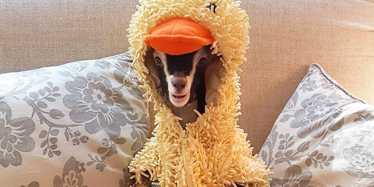 Anxious Goat Calms Down In Her Duck Costume - Videos - The Dodo