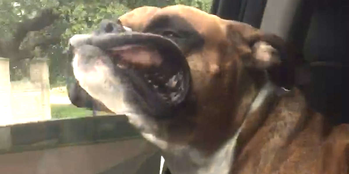 why-do-dogs-love-car-rides-videos-the-dodo