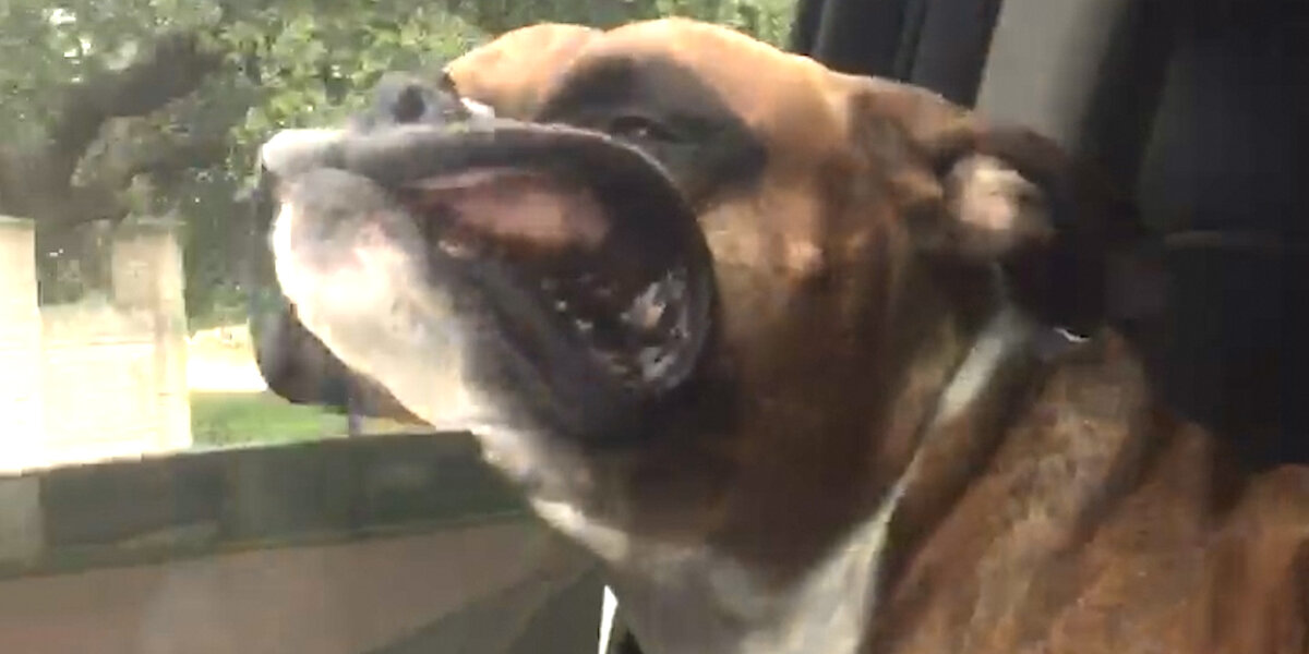 Why Do Dogs Love Car Rides Videos The Dodo why-do-dogs-love-car-rides-videos-the-dodo