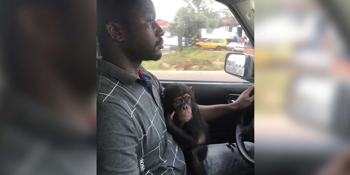 Baby Chimp Hugs Rescuer On Ride To Sanctuary In Liberia - The Dodo