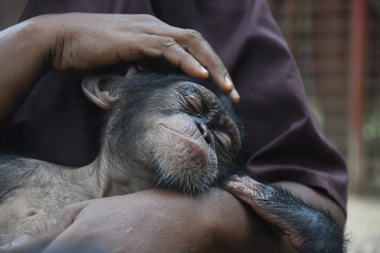 Baby Chimp Hugs Rescuer On Ride To Sanctuary In Liberia - The Dodo