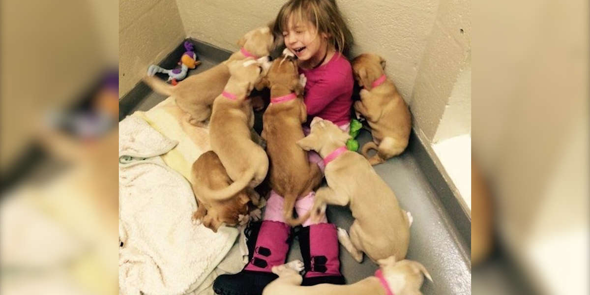 Little Girl Volunteers At Animal Shelter, Attracts All The Puppies ...