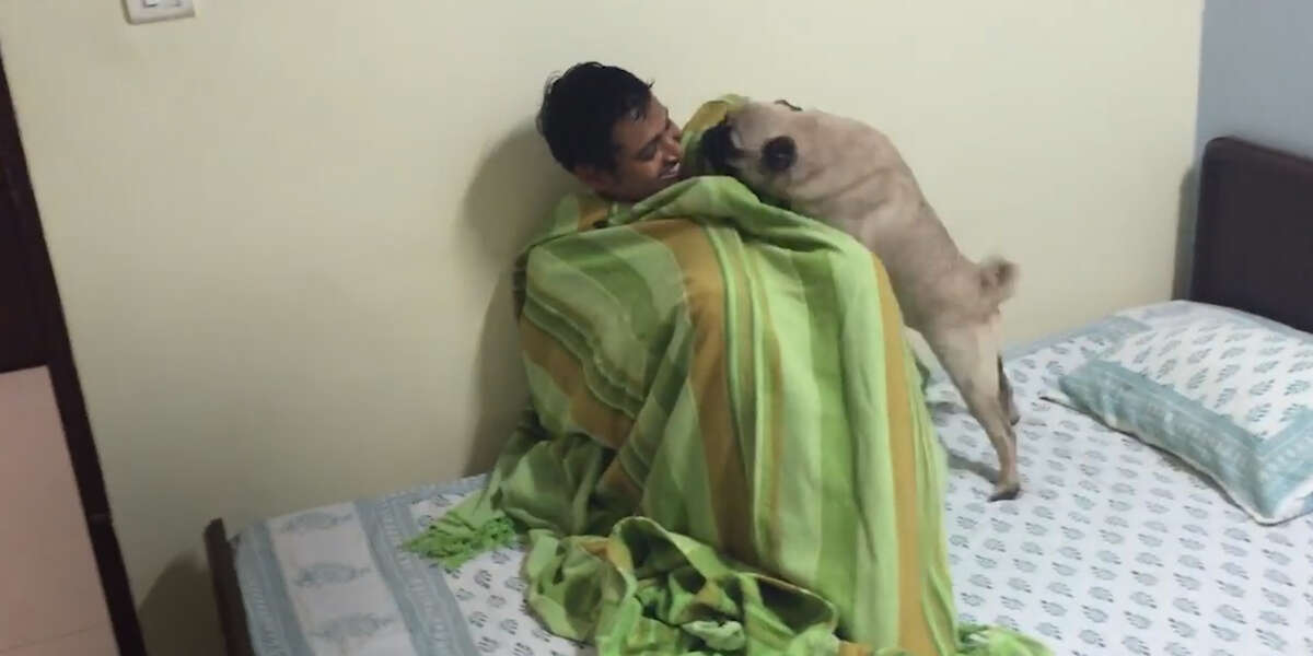 pug-looks-for-uncle-under-blanket - Videos - The Dodo
