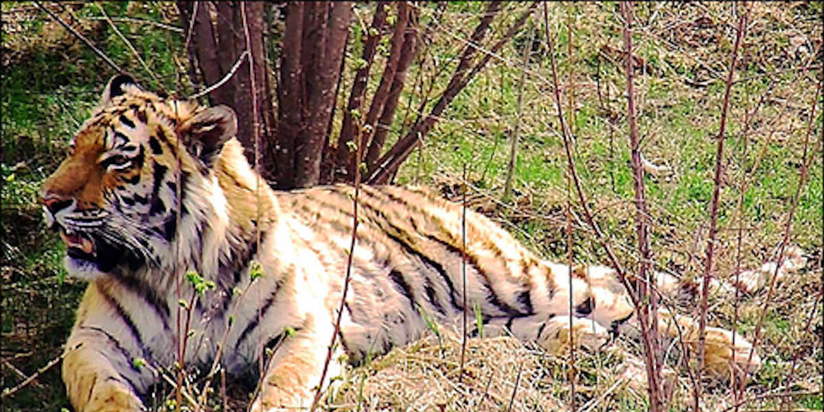 Freed Siberian Tiger Treks 400 Miles Back To His Russian Village - The Dodo