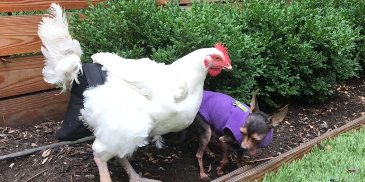 Rescued Chicken Loves Her New Dog Siblings - Videos - The Dodo