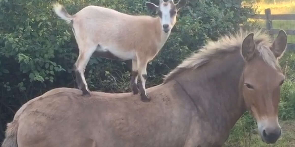 Mule Loves To Help Her Best Friend Get Around The Sanctuary - Videos ...