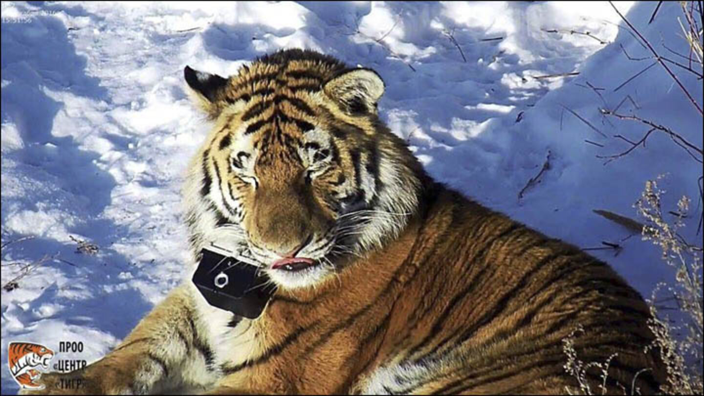 Freed Siberian Tiger Treks 400 Miles Back To His Russian Village - The Dodo