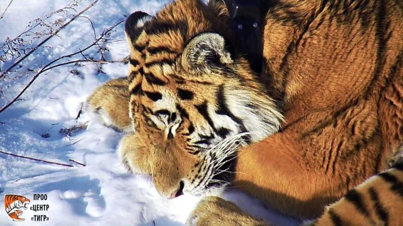 Freed Siberian Tiger Treks 400 Miles Back To His Russian Village - The Dodo