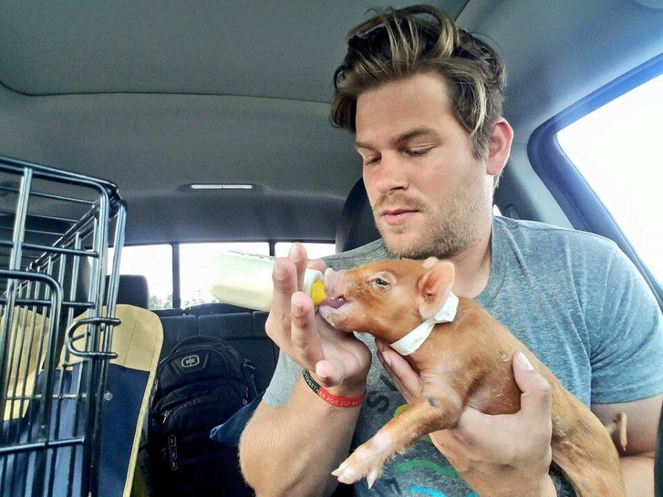 Sick Piglet Finds The Perfect Guy To Nurse Him Back To Health - The Dodo