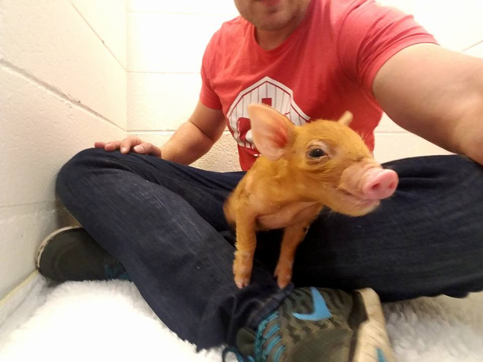 Sick Piglet Finds The Perfect Guy To Nurse Him Back To Health - The Dodo