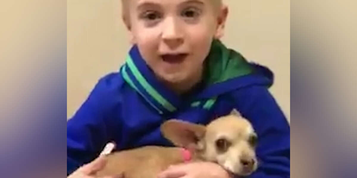 Little Boy And His Mom Are Saving Hundreds Of Shelter Dogs - Videos ...