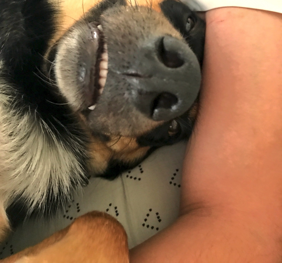 Dog Pretends To Be Sick So His Owner Will Stay Home With Him - The Dodo