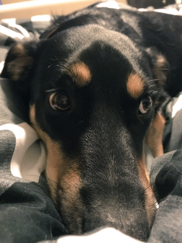 Dog Pretends To Be Sick So His Owner Will Stay Home With Him - The Dodo