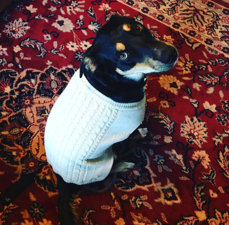 Dog Pretends To Be Sick So His Owner Will Stay Home With Him - The Dodo