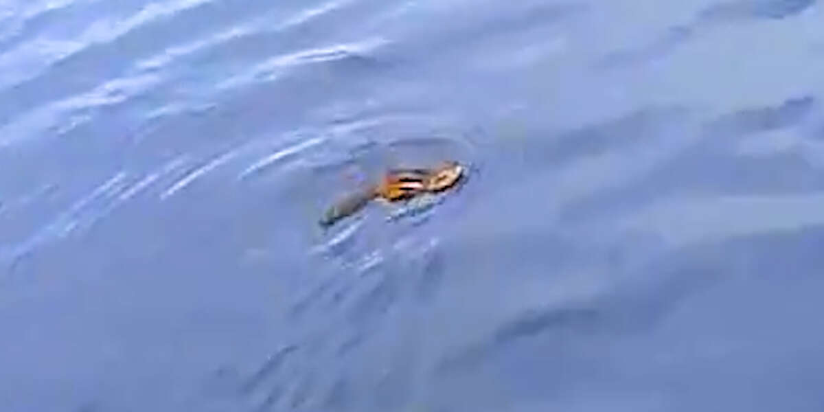 Boaters Rescue Chipmunk From Water - Videos - The Dodo