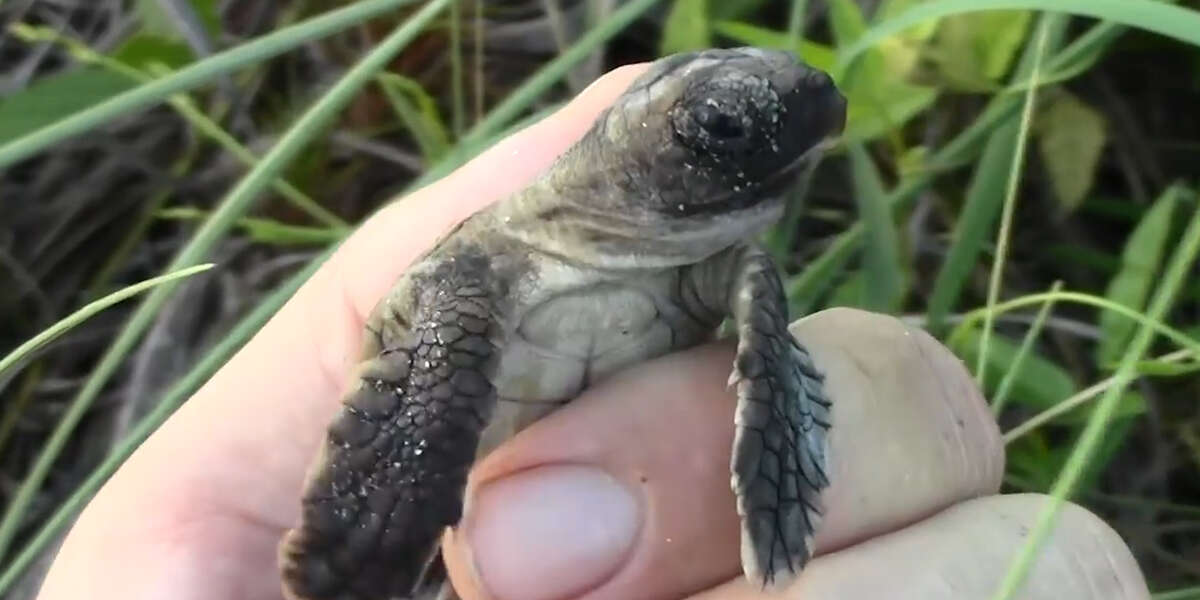 Guy Helps Lost Baby Sea Turtles Get To The Ocean - Videos - The Dodo