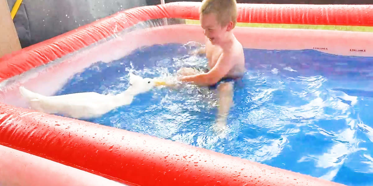 Little Boy And His Duck Have So Much Fun Together - Videos - The Dodo