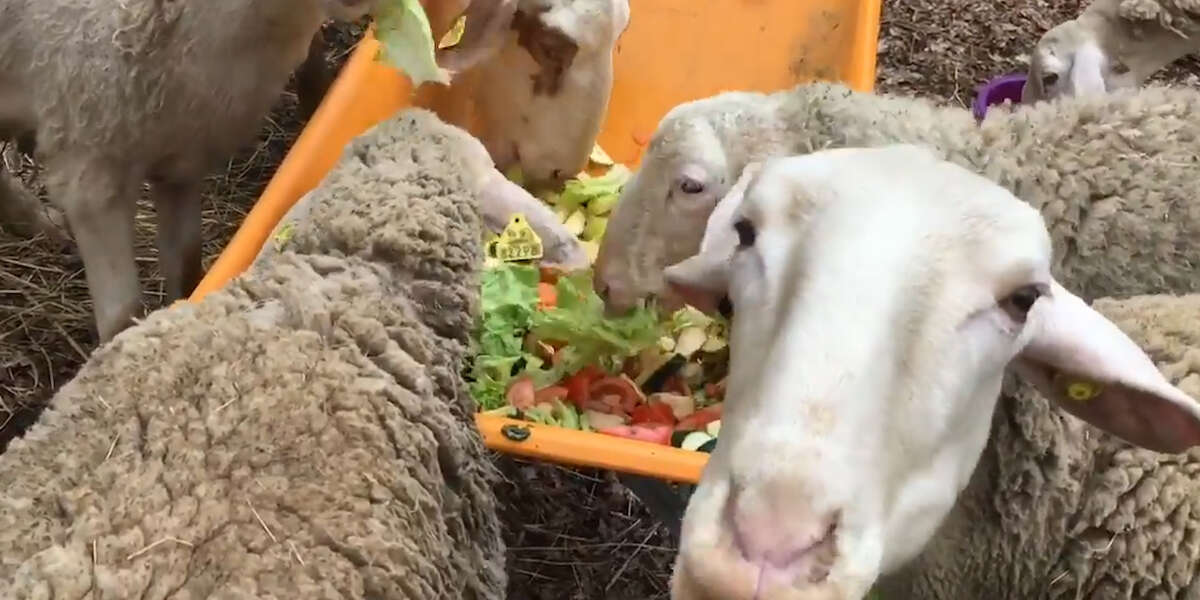 Rescued Sheep Are Enjoying The Tastiest Treats For The First Time ...