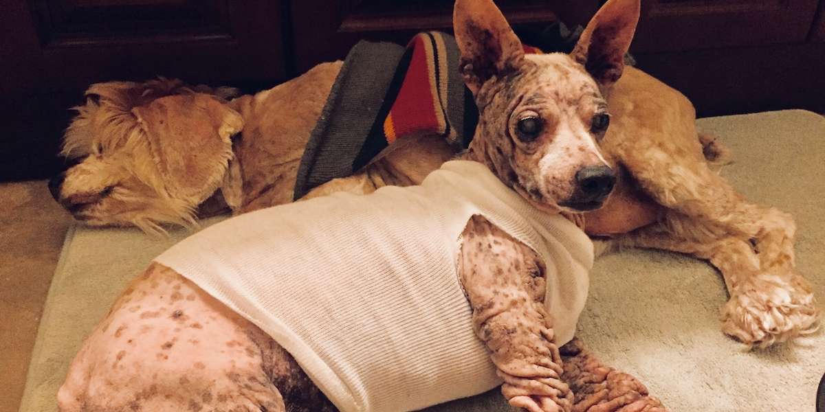 Blind Dogs Survived 12 Years Of Neglect In California Home - The Dodo