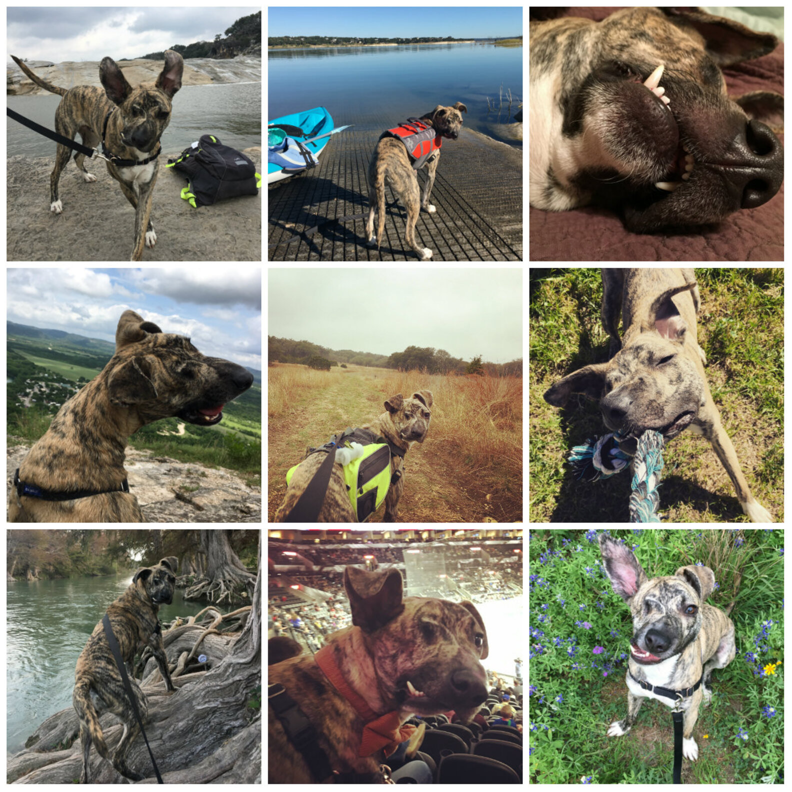 Ohio Vet Saves Dog With Crooked Mouth From Euthanasia - The Dodo