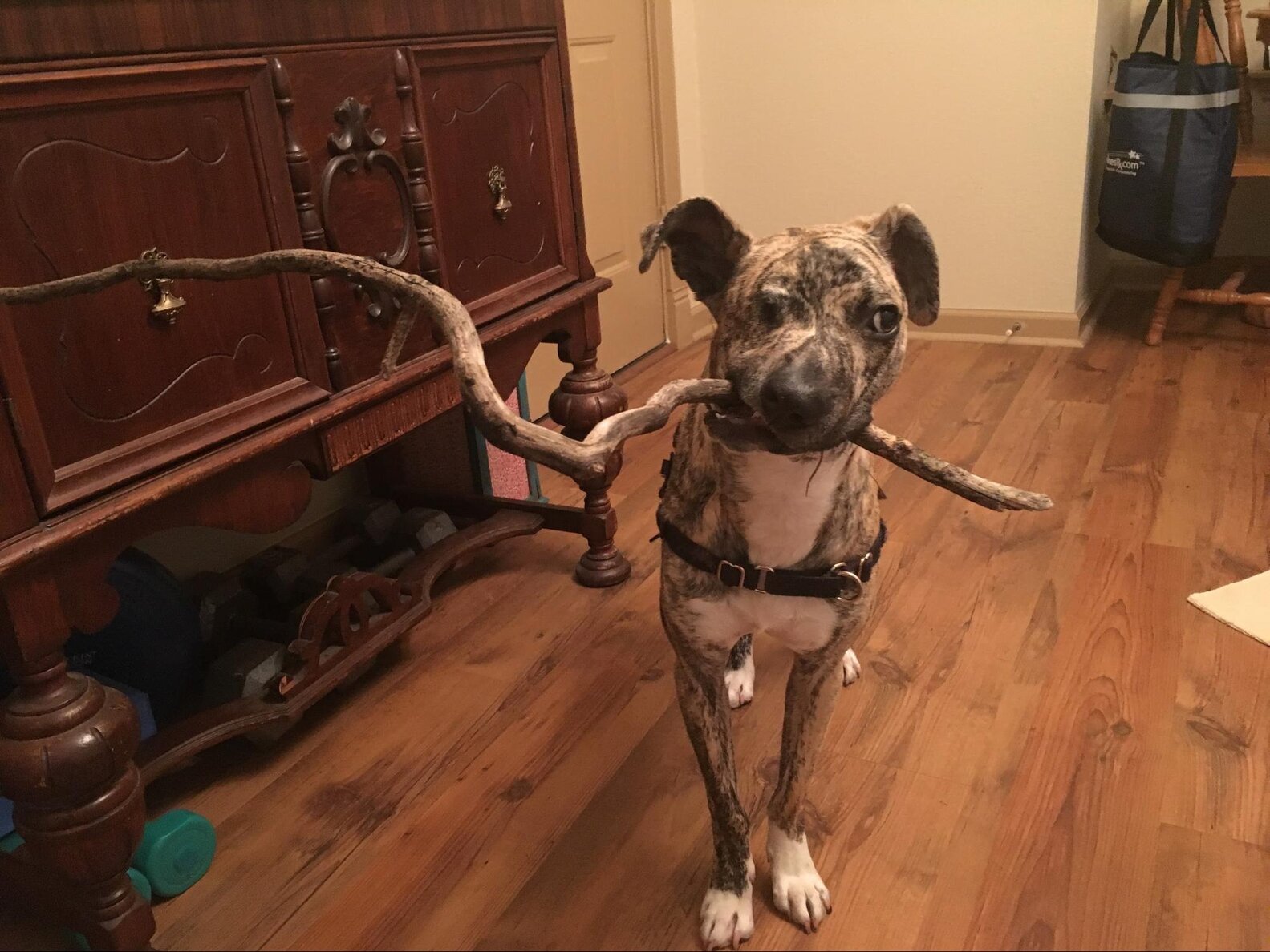 Ohio Vet Saves Dog With Crooked Mouth From Euthanasia - The Dodo