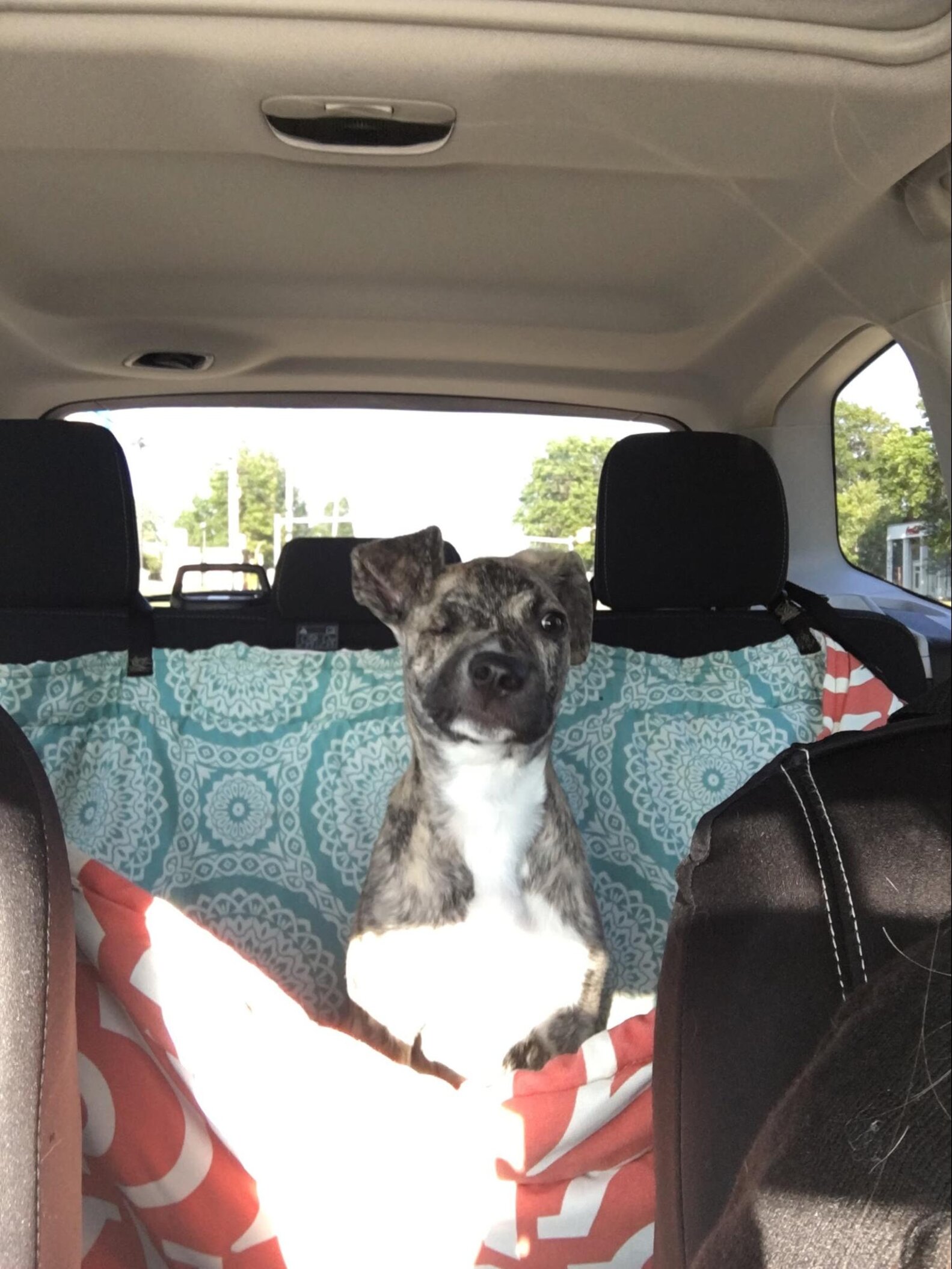 Ohio Vet Saves Dog With Crooked Mouth From Euthanasia - The Dodo