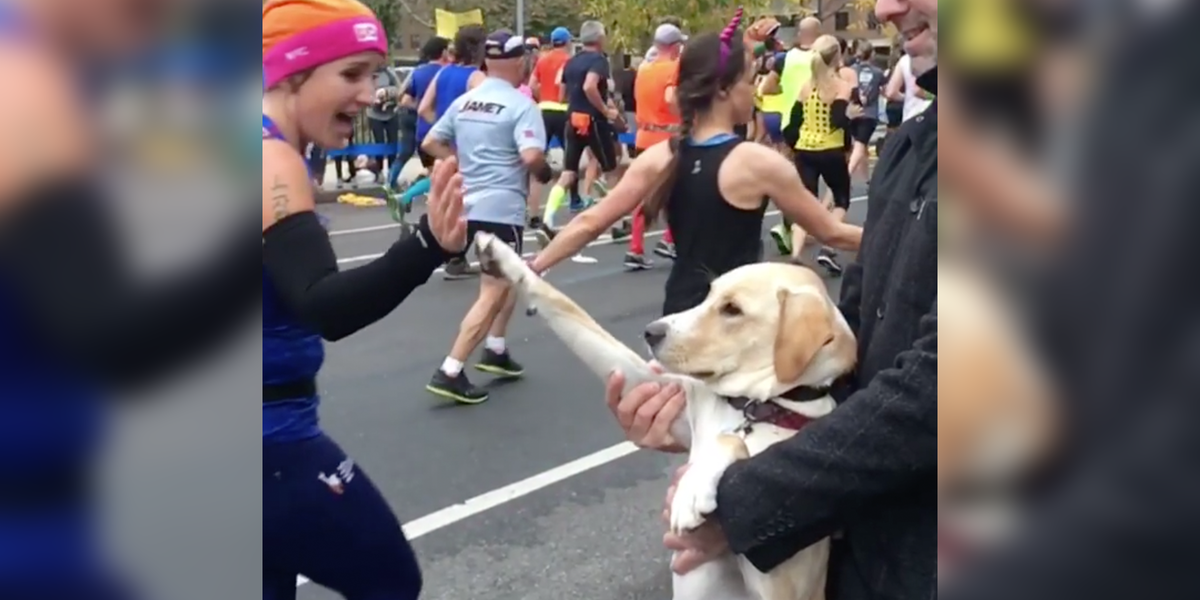 Dog High-Fiving Runners At The New York City Marathon Is Too Cute - The ...