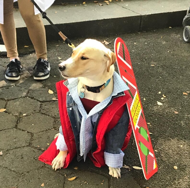 Dog High-Fiving Runners At The New York City Marathon Is Too Cute - The ...