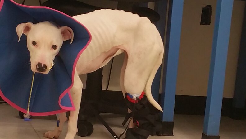 Vets Discover Tons Of String Stuck Inside Sweet Shelter Dog - The Dodo