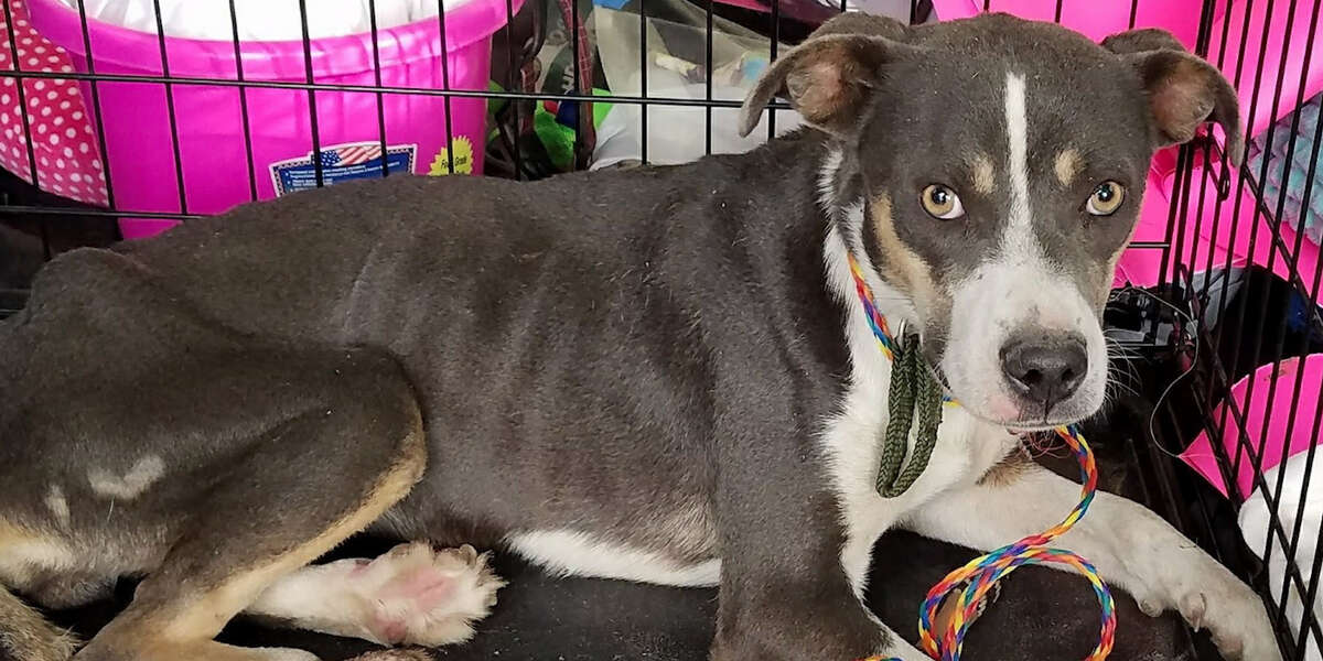 Scared Stray Dog Hides From Rescuers For Weeks - Videos - The Dodo