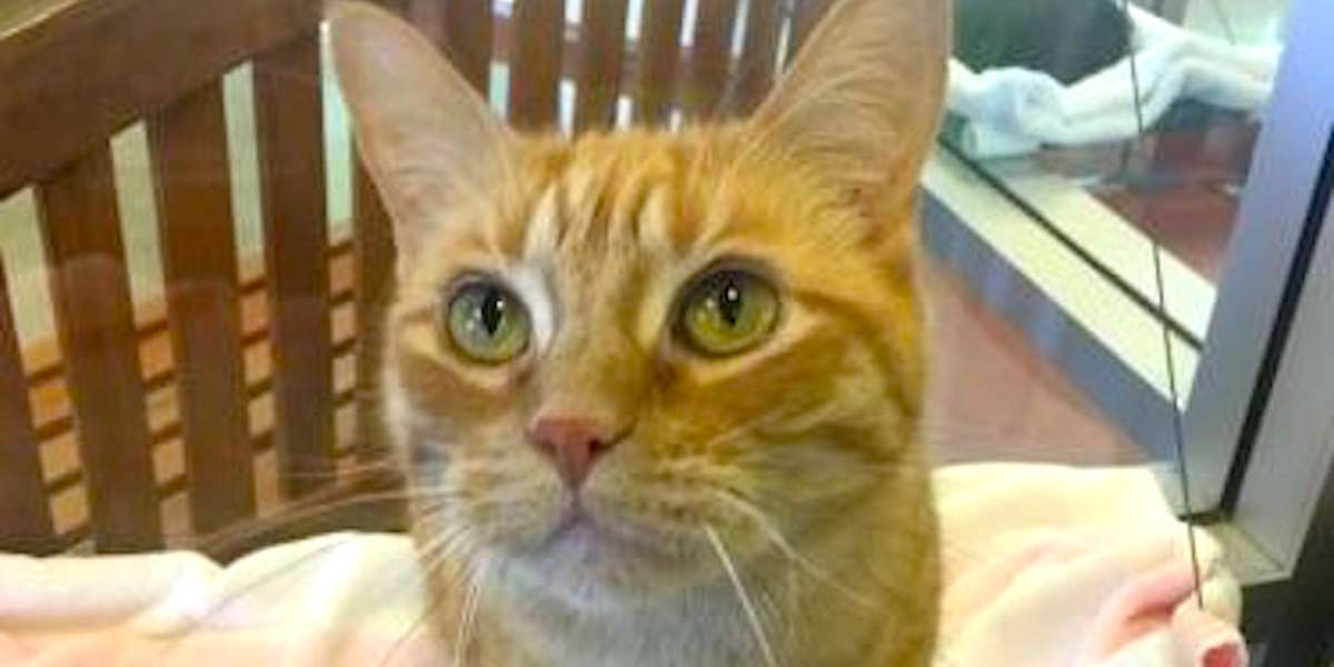 Old Shelter Cat Has Been Waiting For A Home For 2 Years - The Dodo