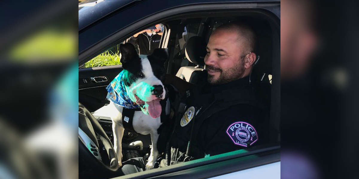 Cops Take Shelter Dogs On Ride-Alongs So They'll Get Adopted - The Dodo