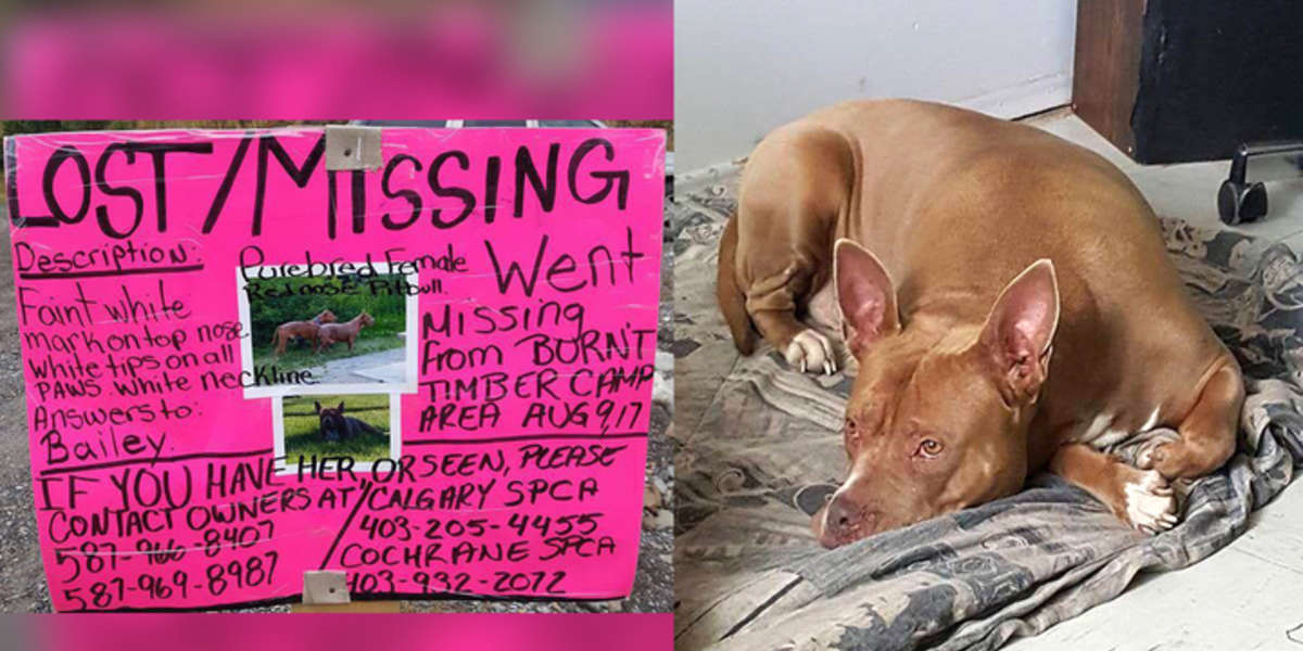 Woman Searches For Pit Bull Missing For 96 Days In The Alberta Woods ...