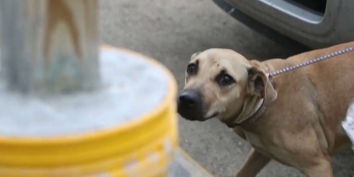 Animals Trapped In Hurricane Are Flown To Safety - Videos - The Dodo
